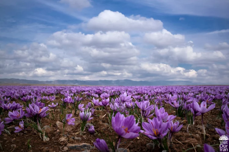 Saffron in six Persian food recipe - Visit Our Iran - Discover Iran
